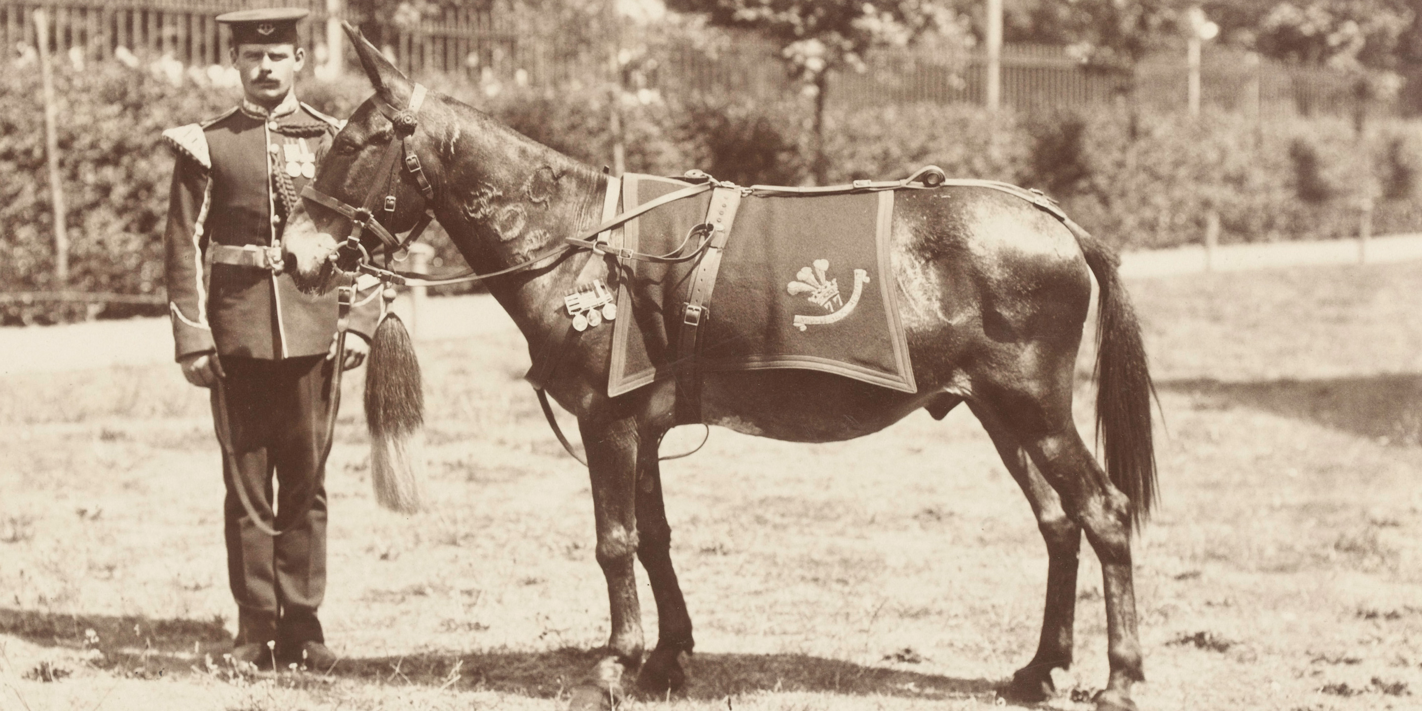 Britain’s most highly decorated mule | National Army Museum