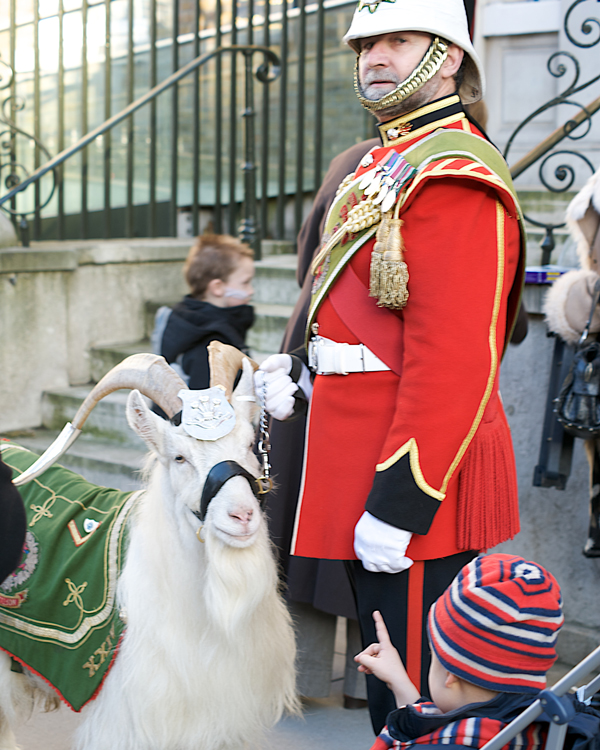 Army mascots | National Army Museum