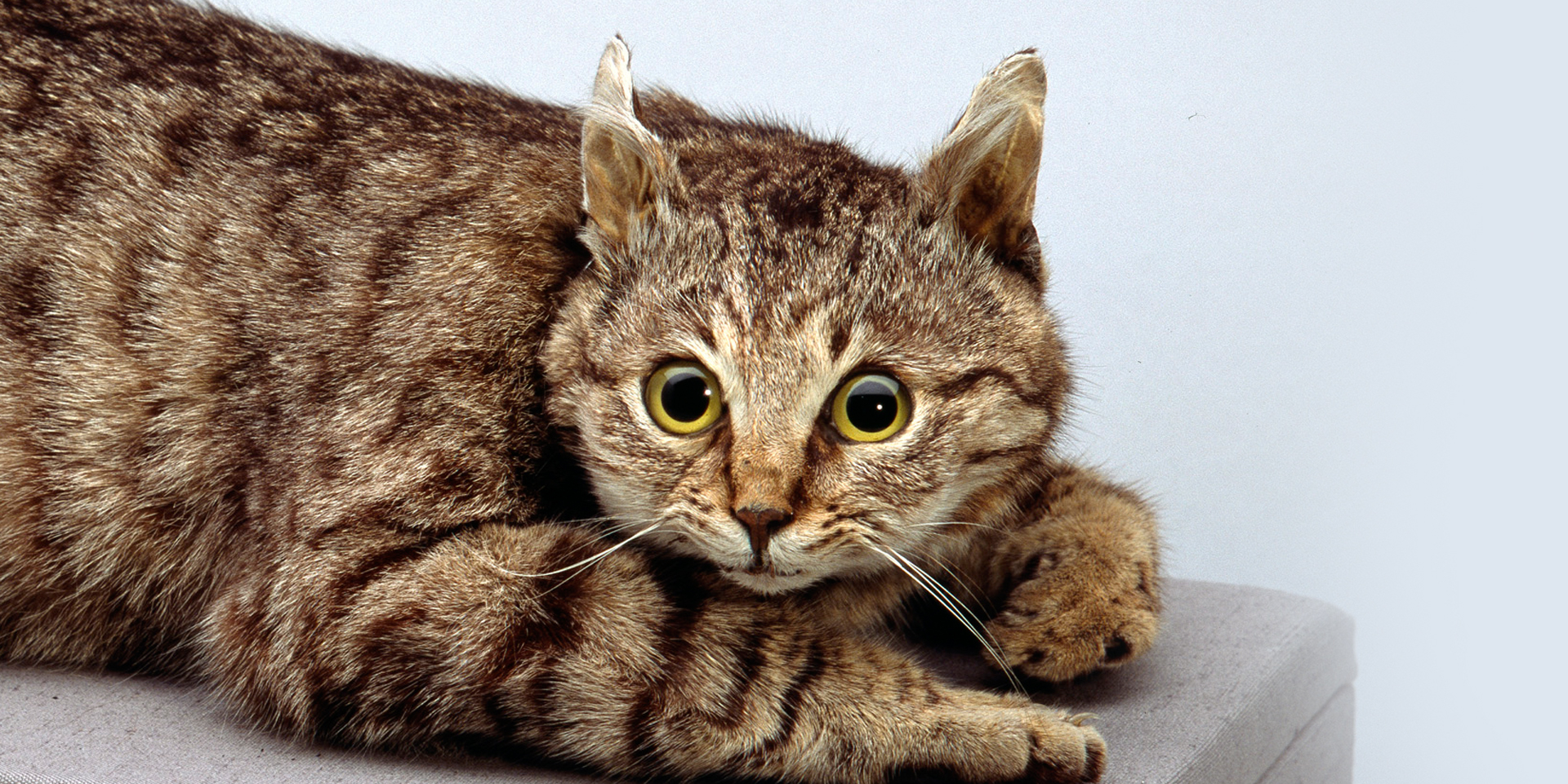 Perfect pals and pets for soldiers | National Army Museum