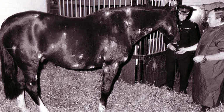 Horse heroes | National Army Museum