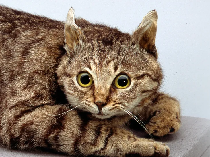 Animals | National Army Museum