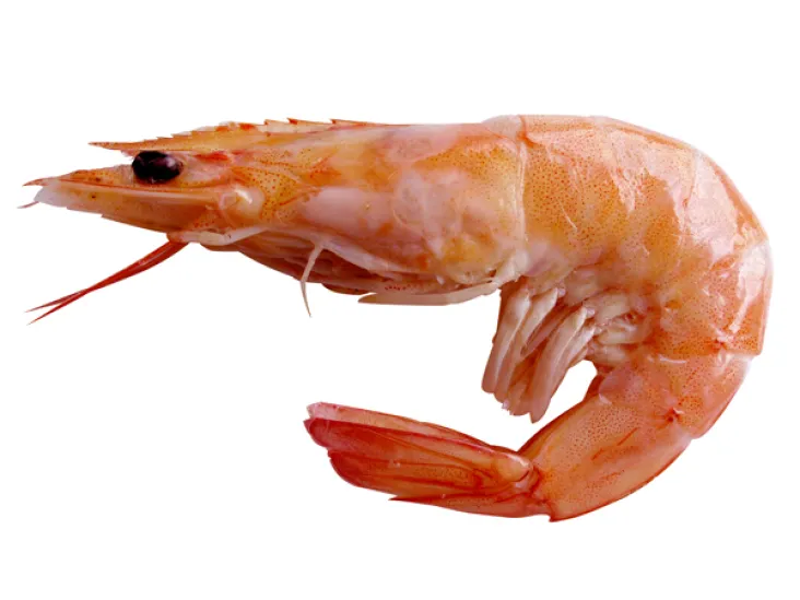 Health and Medicine | National Army Museum